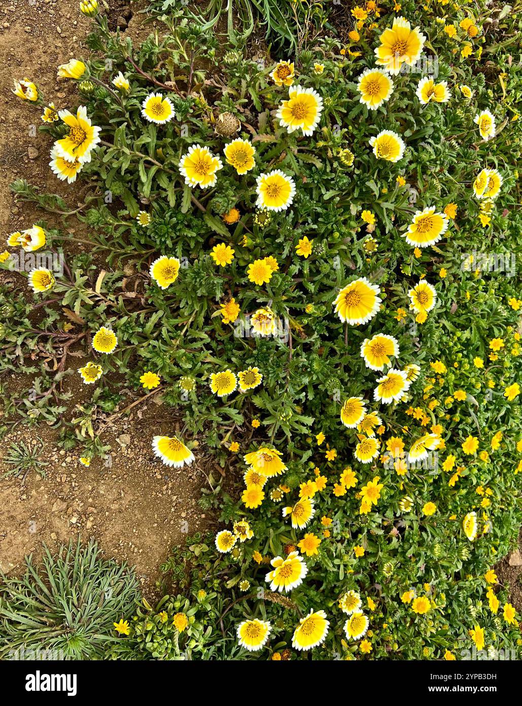 tidy tips (Layia platyglossa Stock Photo - Alamy
