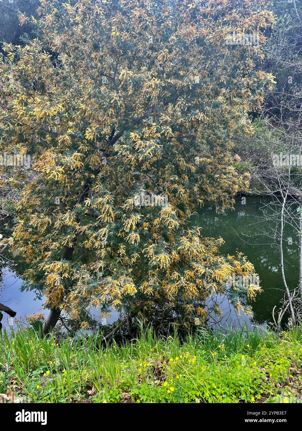 Silver wattle (Acacia dealbata Stock Photo - Alamy