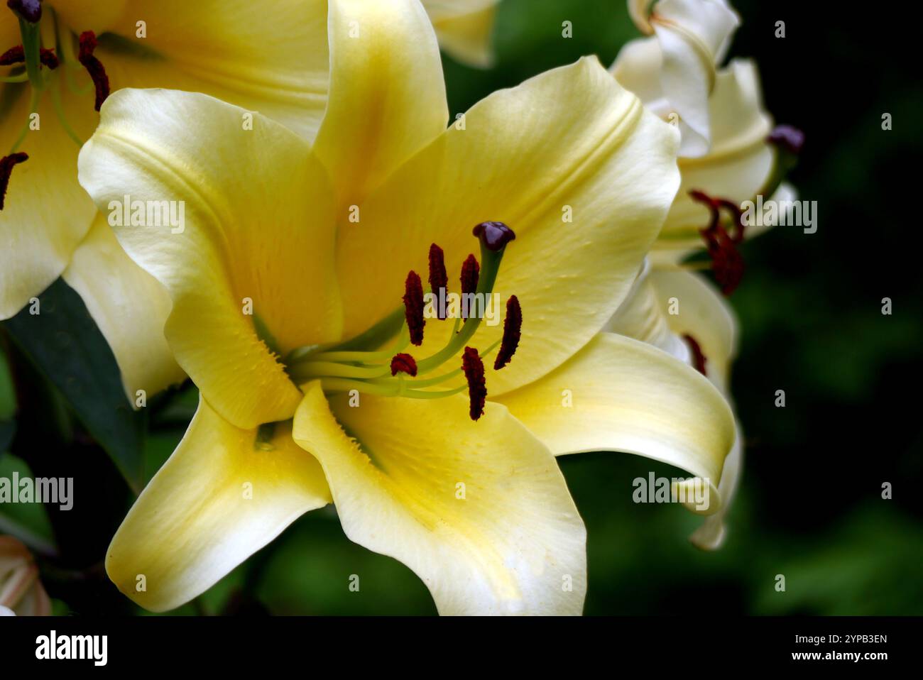 Manissa lily hi-res stock photography and images - Alamy