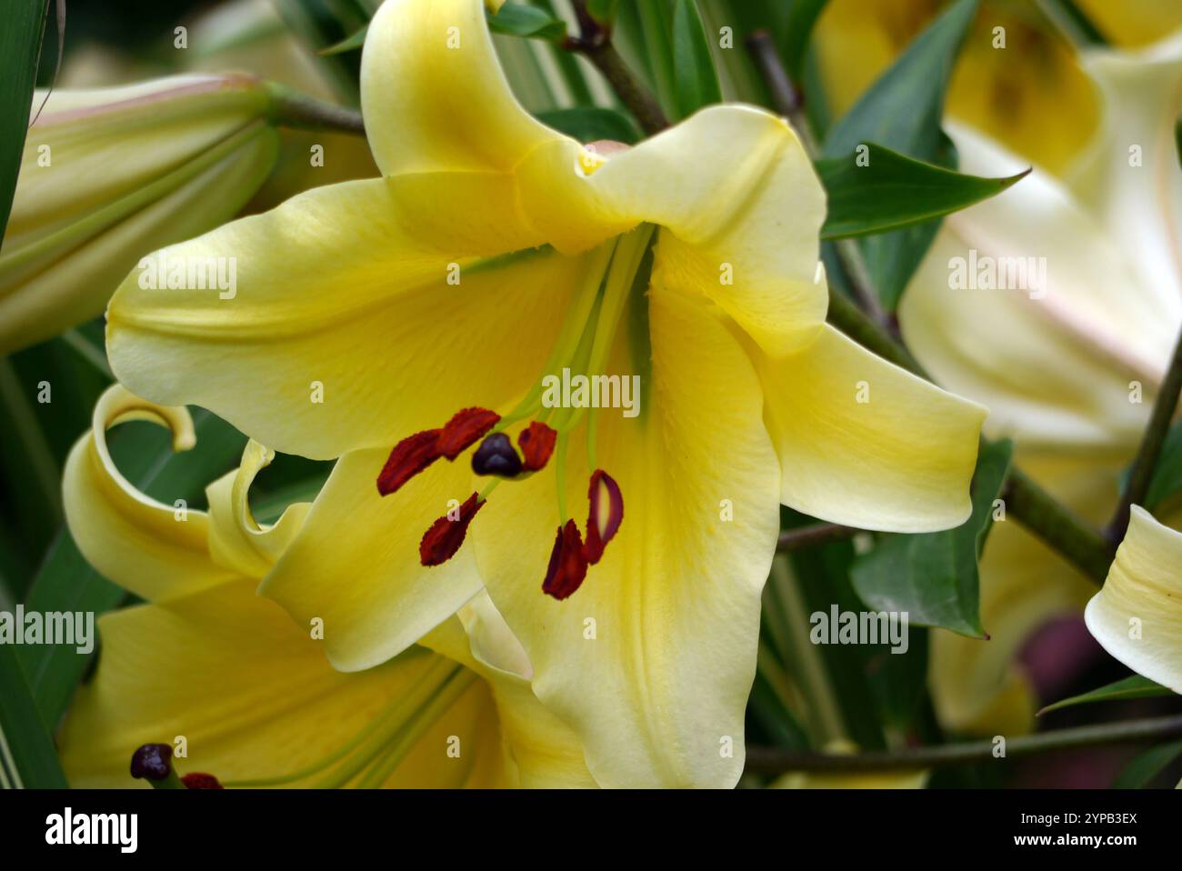 Tall Giant White/Yellow Skyscraper Lilium (Lily) 'Manissa' Flowers ...