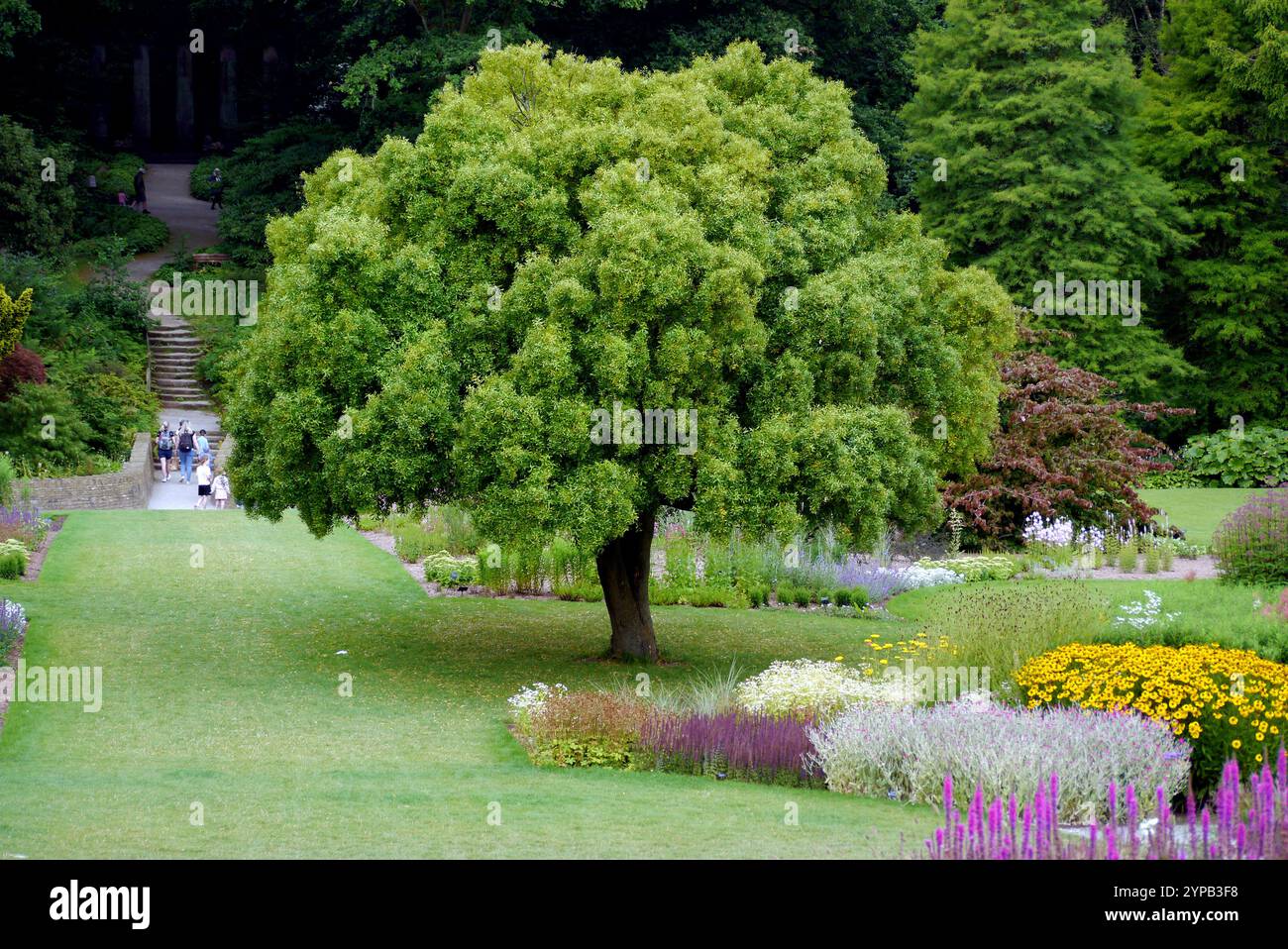 Single Camphora Officinarum (Camphor Tree) at RHS Garden Harlow Carr ...