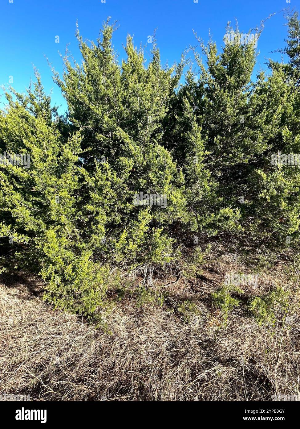 Ashe juniper (Juniperus ashei Stock Photo - Alamy
