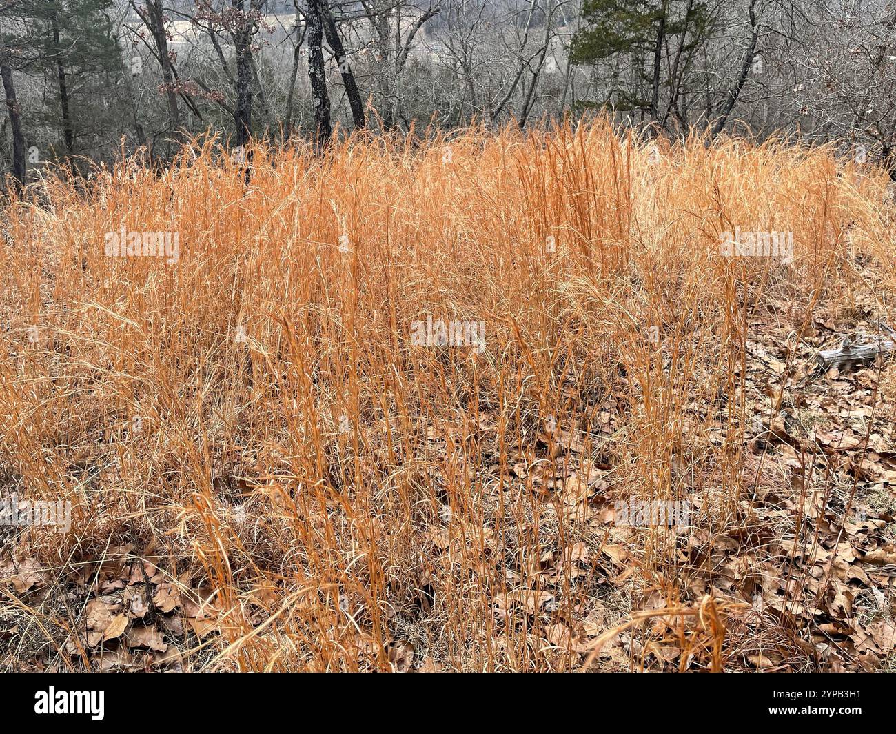 Broomsedge bluestem hi-res stock photography and images - Alamy