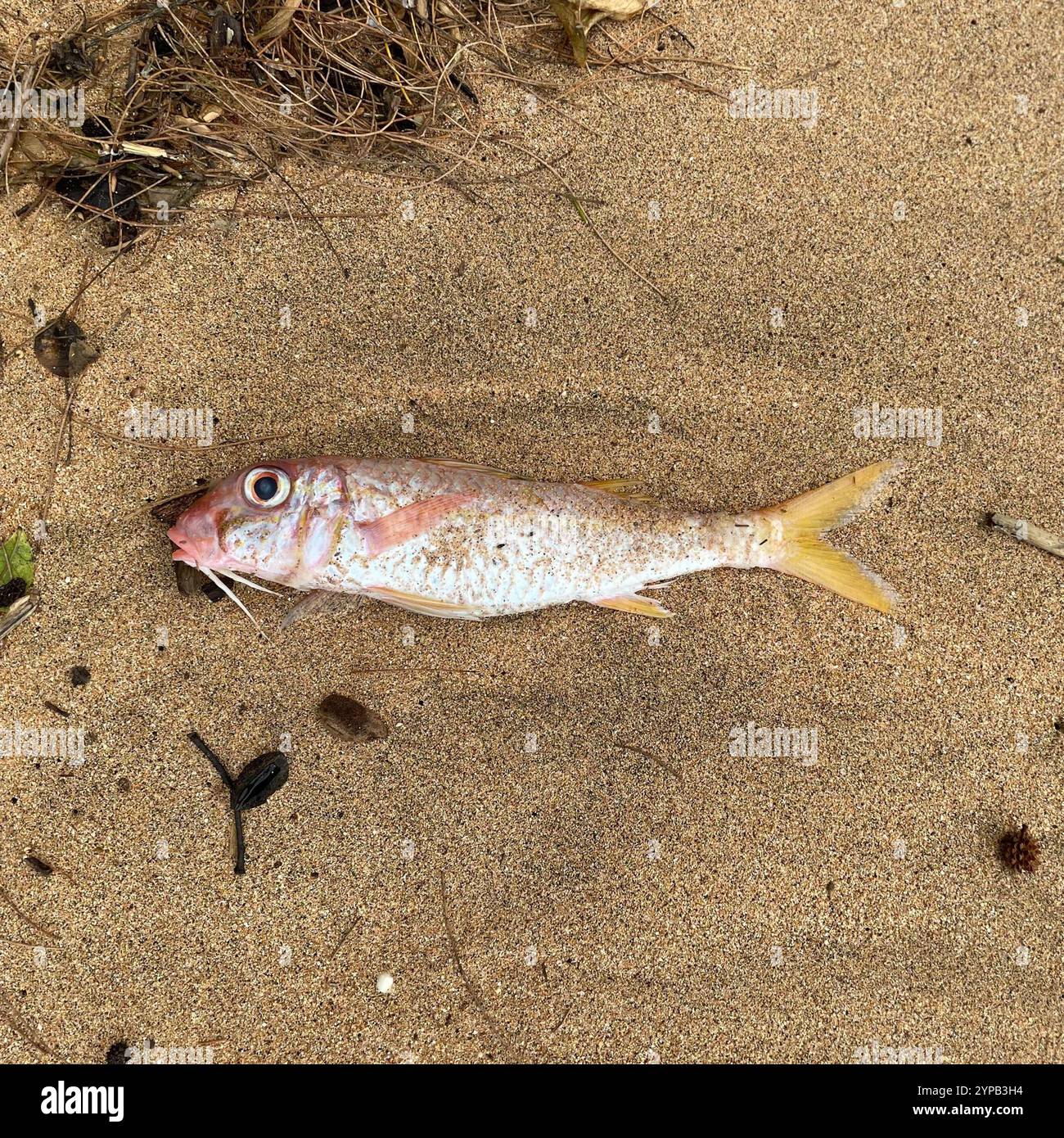 Yellowfin Goatfish (Mulloidichthys vanicolensis Stock Photo - Alamy