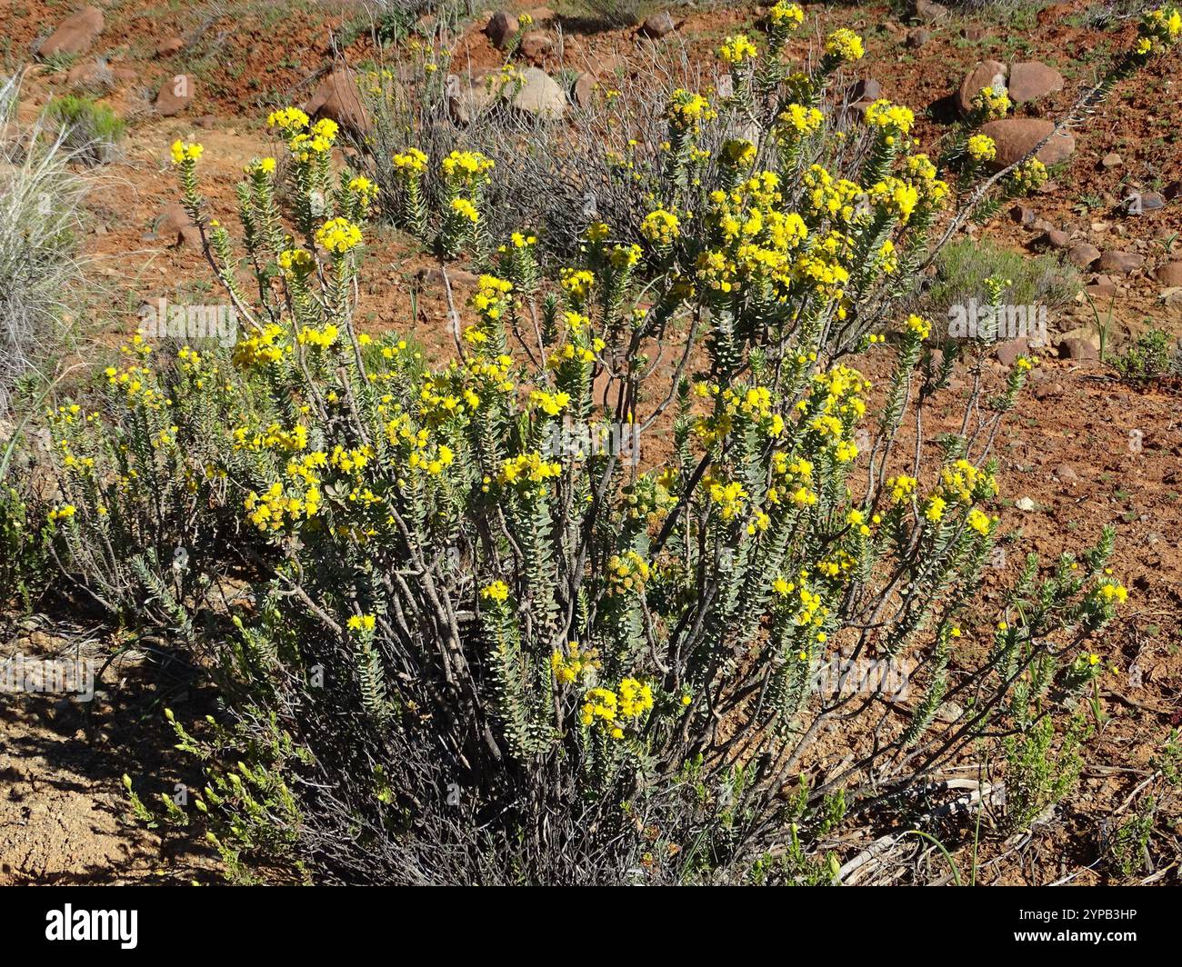 Fat True-Eye (Euryops lateriflorus Stock Photo - Alamy