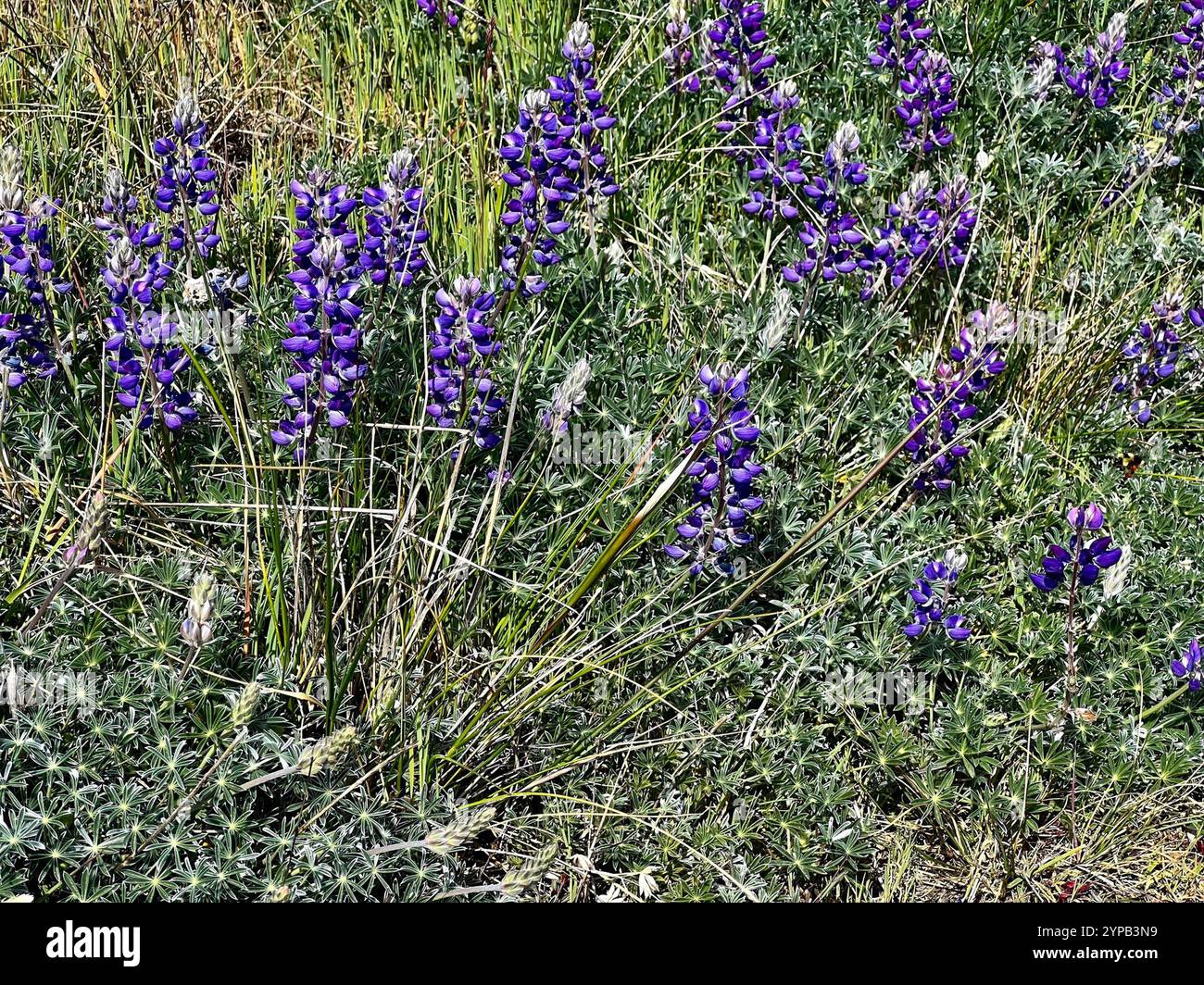 Silver Lupine (Lupinus albifrons collinus Stock Photo - Alamy