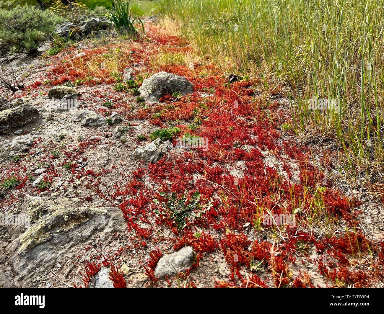sand pygmyweed (Crassula connata Stock Photo - Alamy
