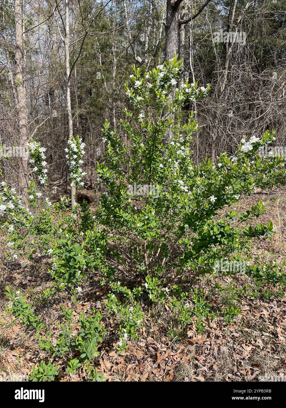 Pearl Bush (Exochorda racemosa Stock Photo - Alamy