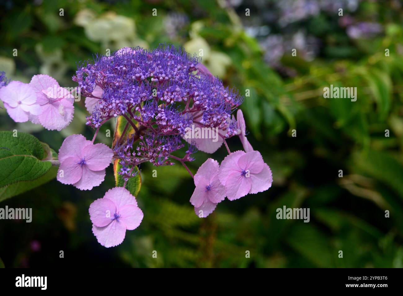 Pale Purple Hydrangea Aspera 'Anthony Bullivant' Flowers grown in the ...
