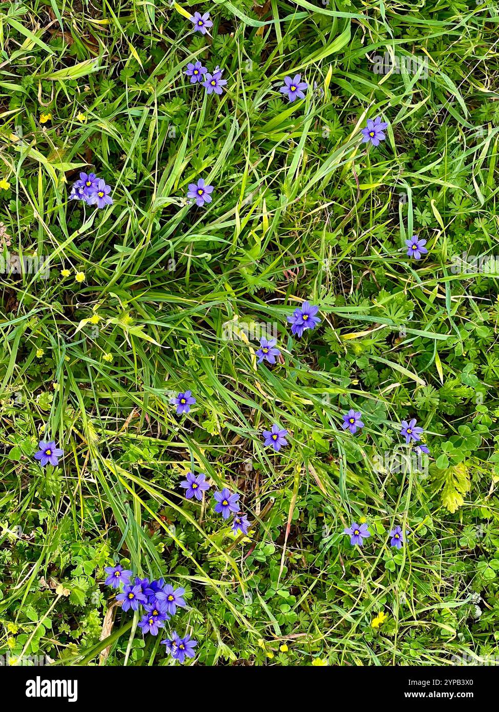 western blue-eyed grass (Sisyrinchium bellum Stock Photo - Alamy
