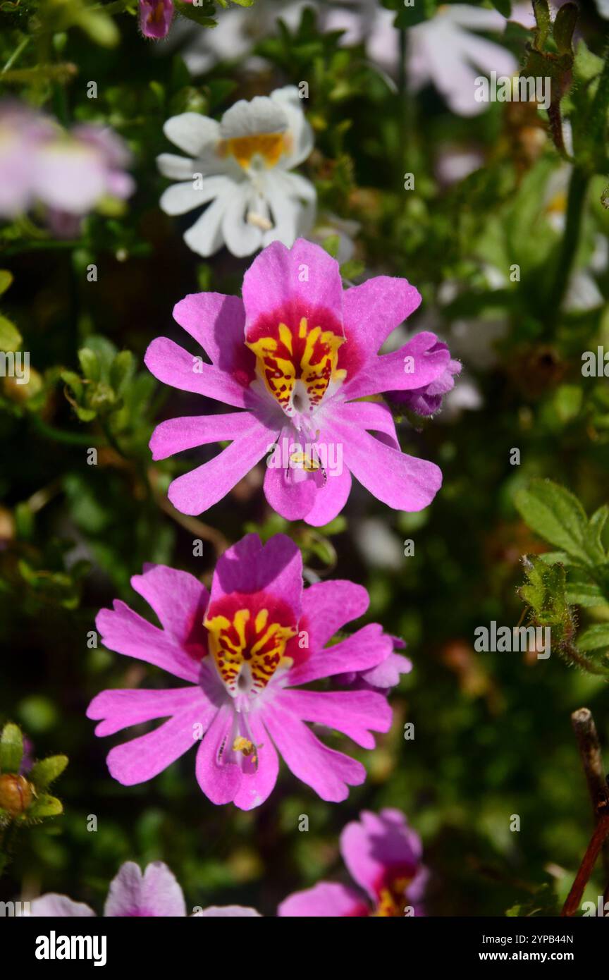 Pink Schizanthus Pinnatus (Butterfly Flower) grown in the Borders at ...