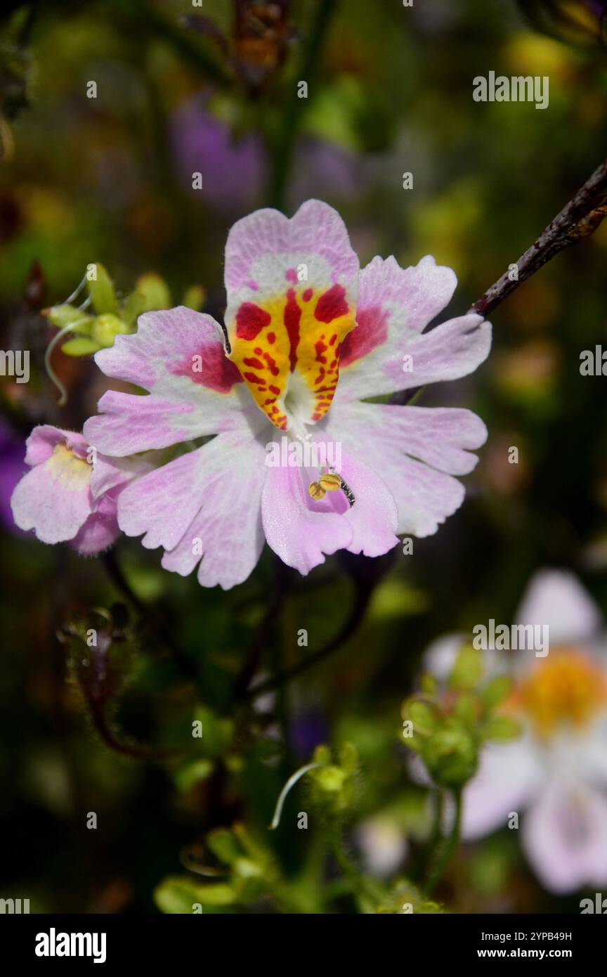 Single Pale Pink Schizanthus Pinnatus (Butterfly Flower) grown in the ...