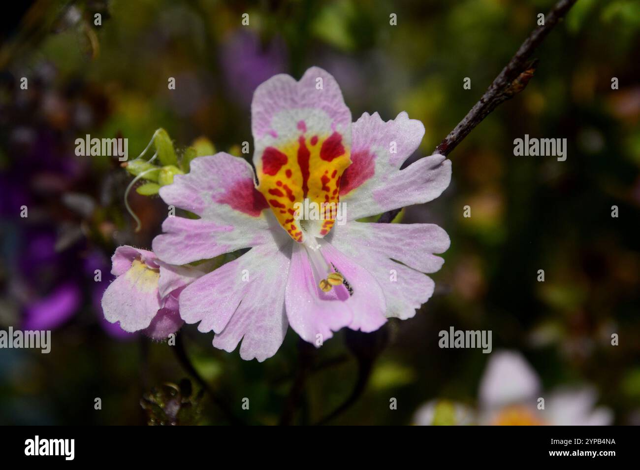 Single Pale Pink Schizanthus Pinnatus (Butterfly Flower) grown in the ...