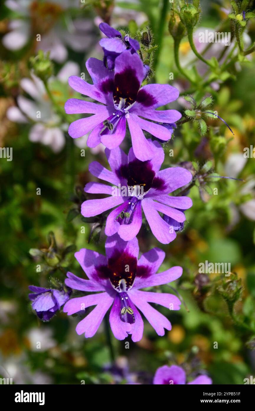 Purple Schizanthus Pinnatus (Butterfly Flower) grown in the Borders at ...