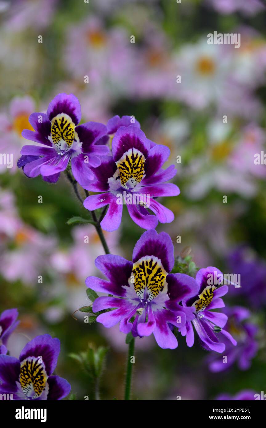 Purple Schizanthus Pinnatus (Butterfly Flower) grown in the Borders at ...