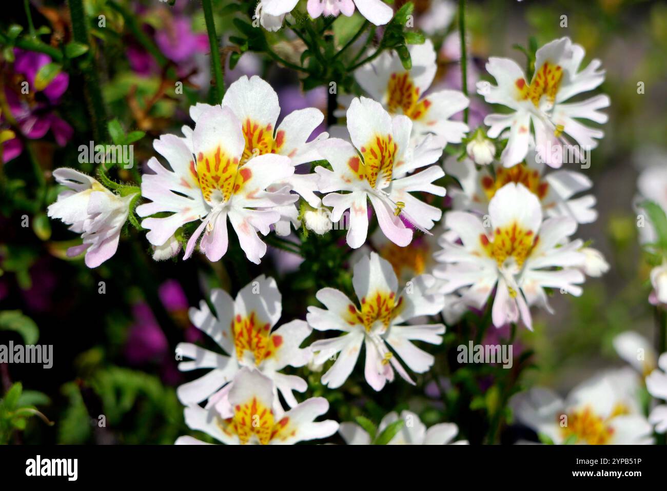 White Schizanthus Pinnatus (Butterfly Flowers) grown in the Borders at ...