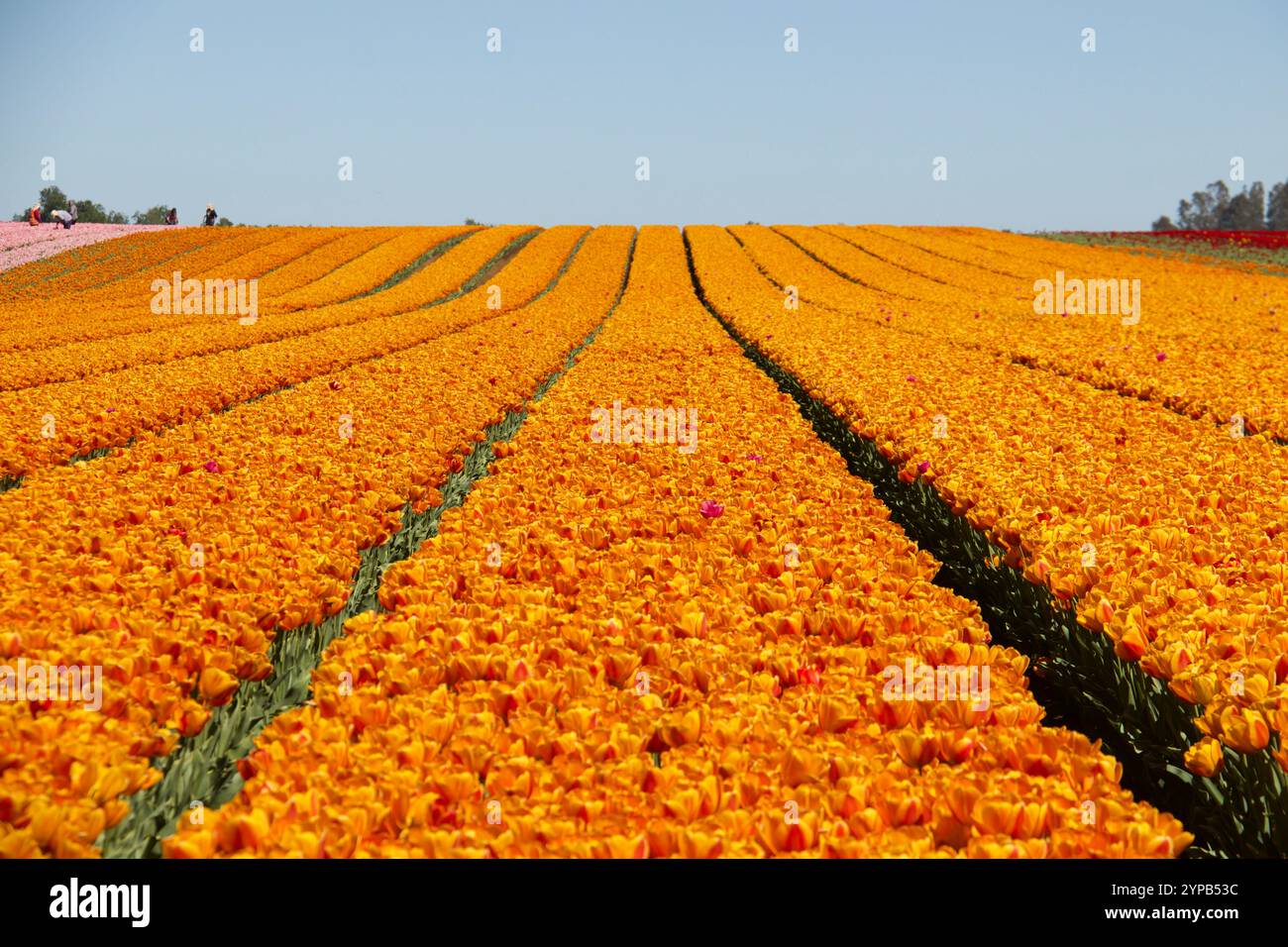 Campos de chile hi-res stock photography and images - Alamy