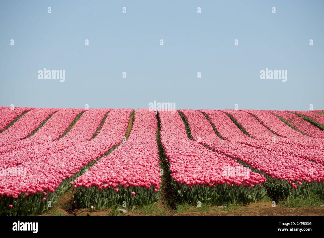 Tulip fields in patagonia hi-res stock photography and images - Alamy