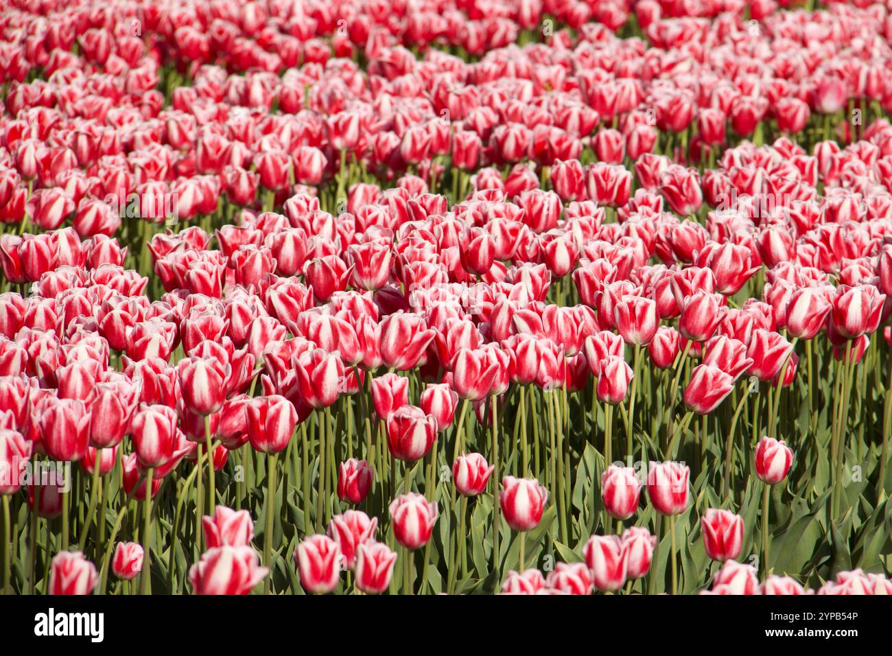 Plants from chile hi-res stock photography and images - Alamy