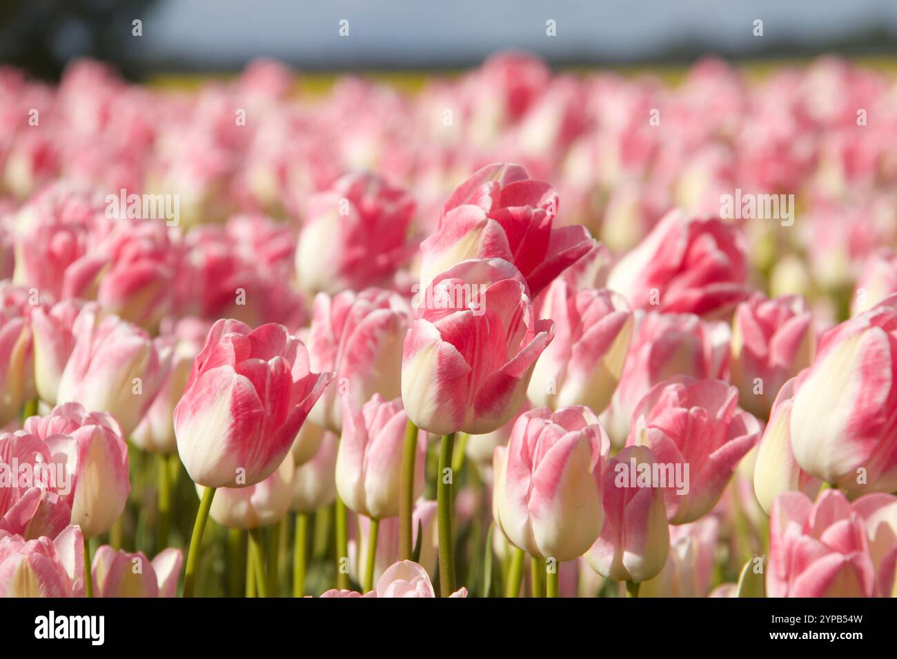 Cultivos de tulipanes hi-res stock photography and images - Alamy