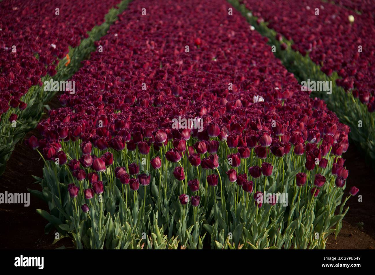 Cultivos de tulipanes hi-res stock photography and images - Alamy