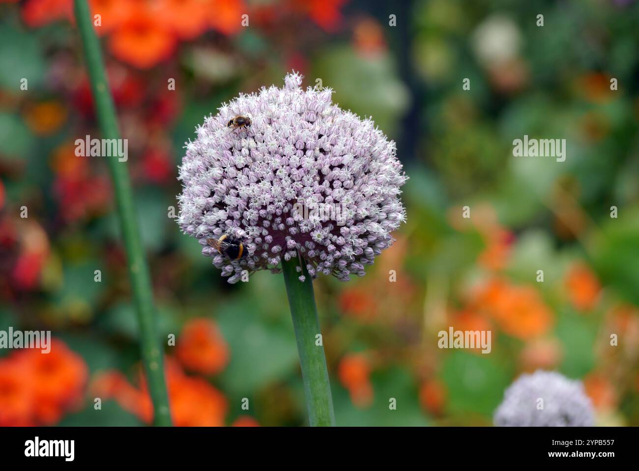 Red sun shallot hi-res stock photography and images - Alamy