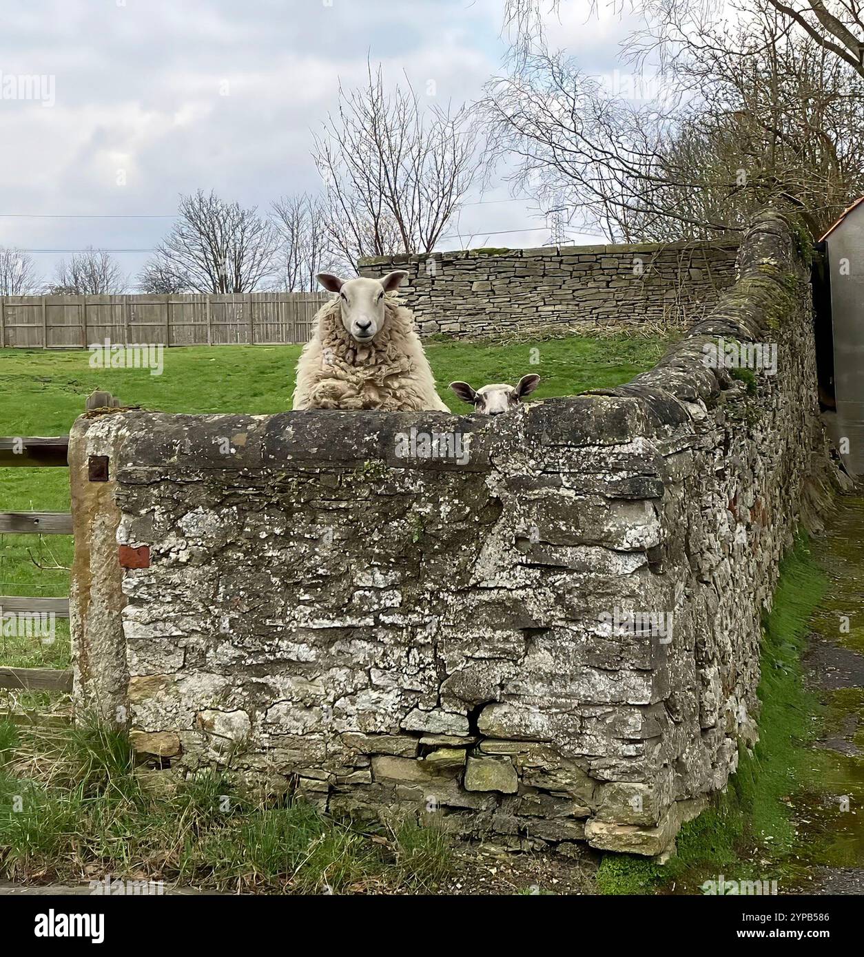 Two sheep peering over a wall hi-res stock photography and images - Alamy