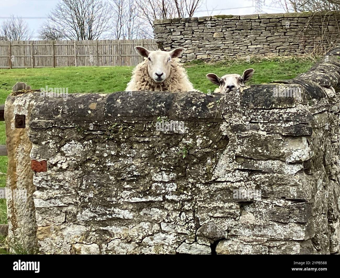 Two sheep peering over a wall, North Yorkshire, UK Stock Photo - Alamy