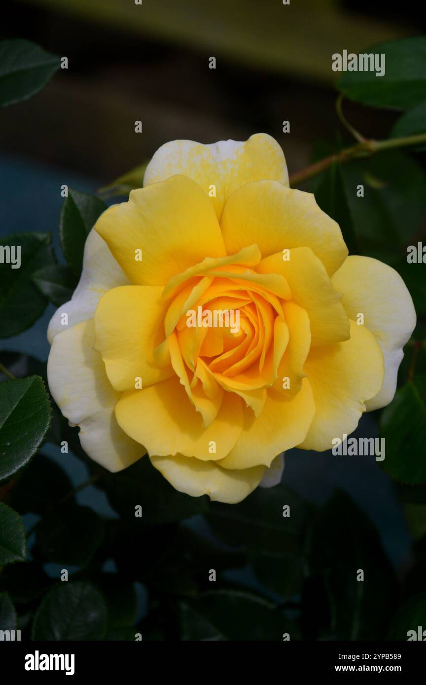 Single Yellow Rosa (Floribunda Group) 'Togmeister' Double Rose grown in ...