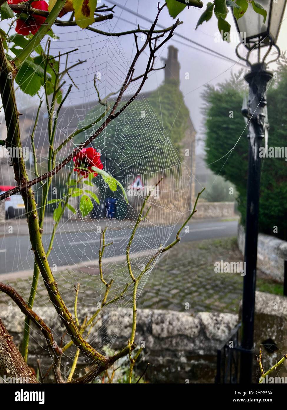 Web spiders smartphone stock photos and images - Alamy