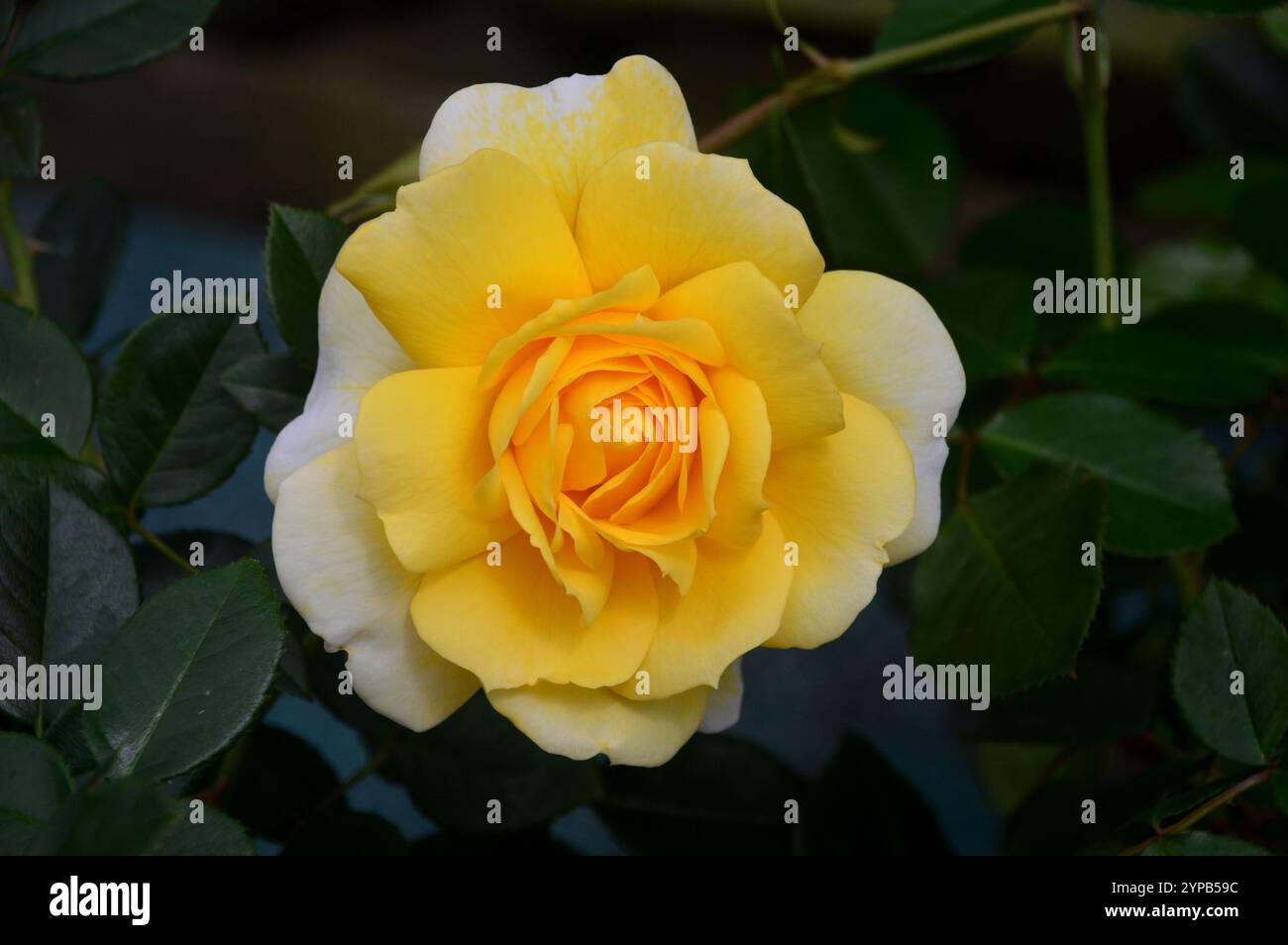 Single Solitary Yellow Rosa (Floribunda Group) 'Togmeister' Double Rose ...