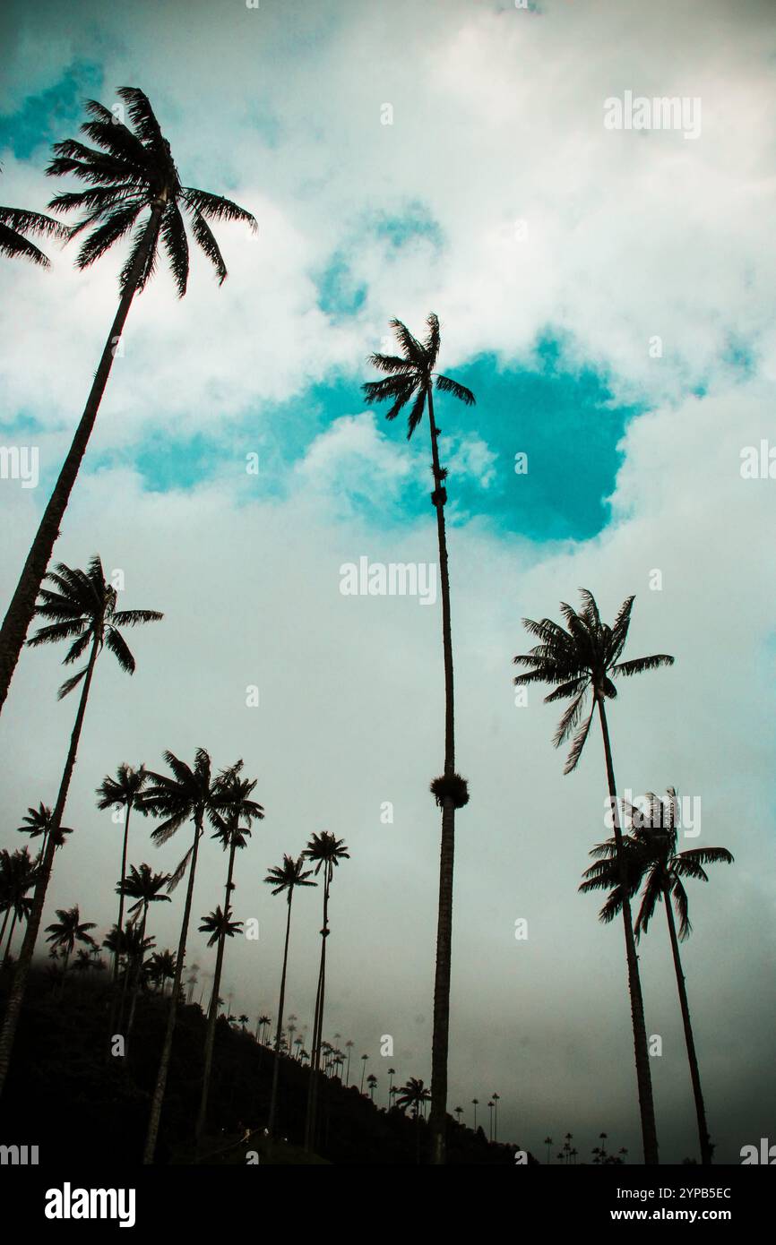 Tallest Palm Trees in the World - Salento, Colombia Stock Photo - Alamy