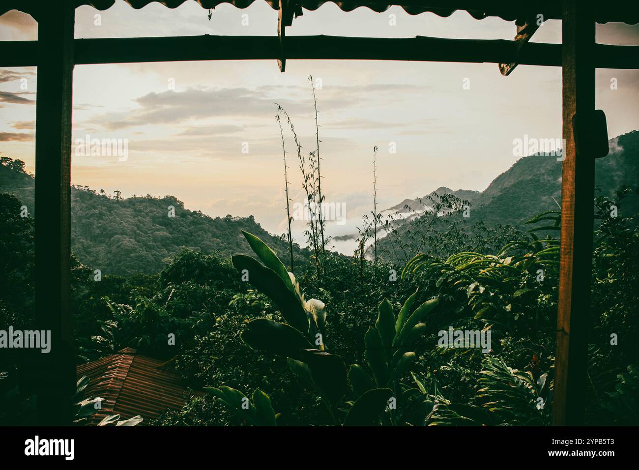 Colombian jungle hi-res stock photography and images - Alamy