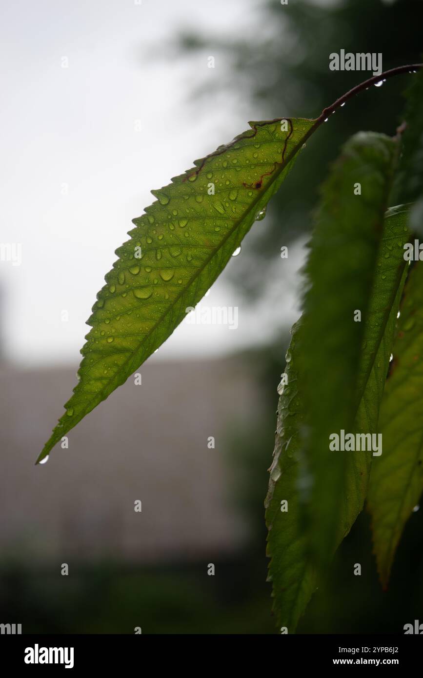 water dripping from leaf Stock Photo - Alamy
