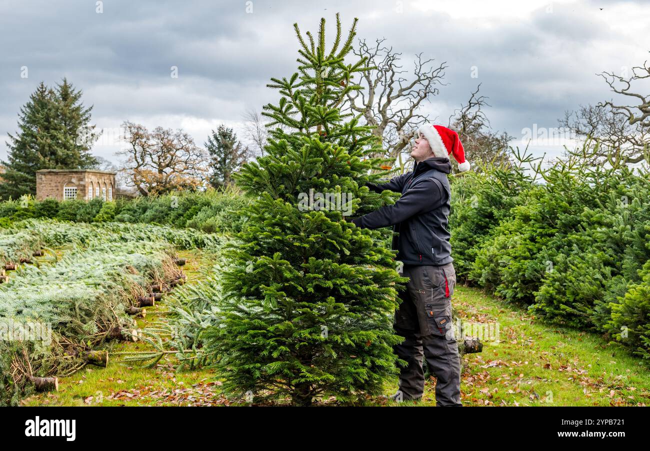 Beanston Farm, East Lothian, Scotland, 29 11. 2024. Beanston Christmas ...