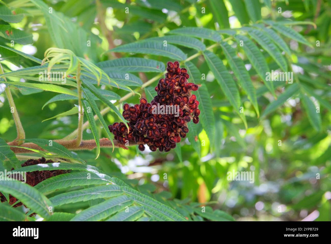 Rhus typhina is growing in garden. Blooming tree in park. Cottage ...