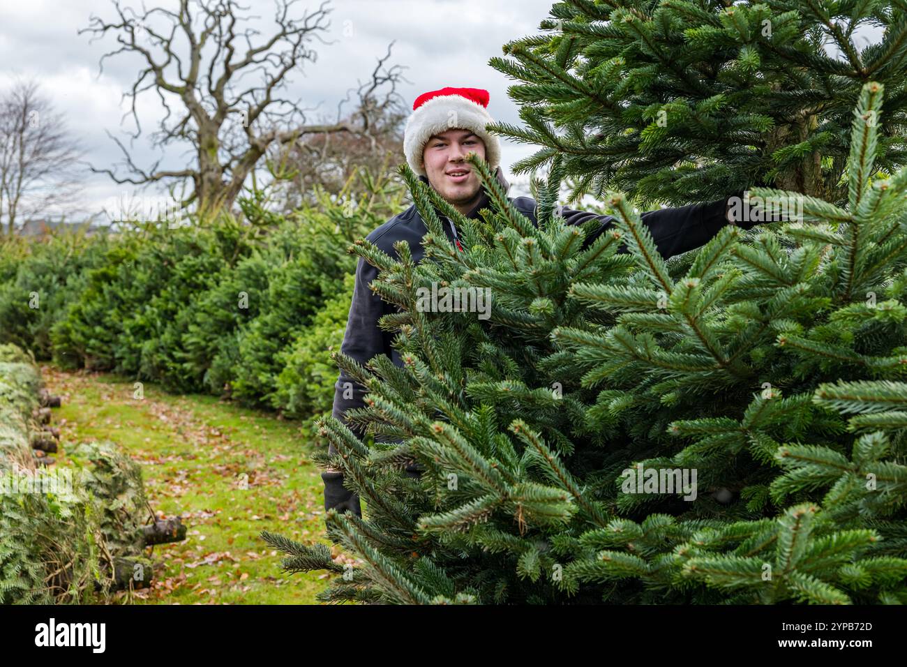 Beanston Farm, East Lothian, Scotland, 29 11. 2024. Beanston Christmas ...