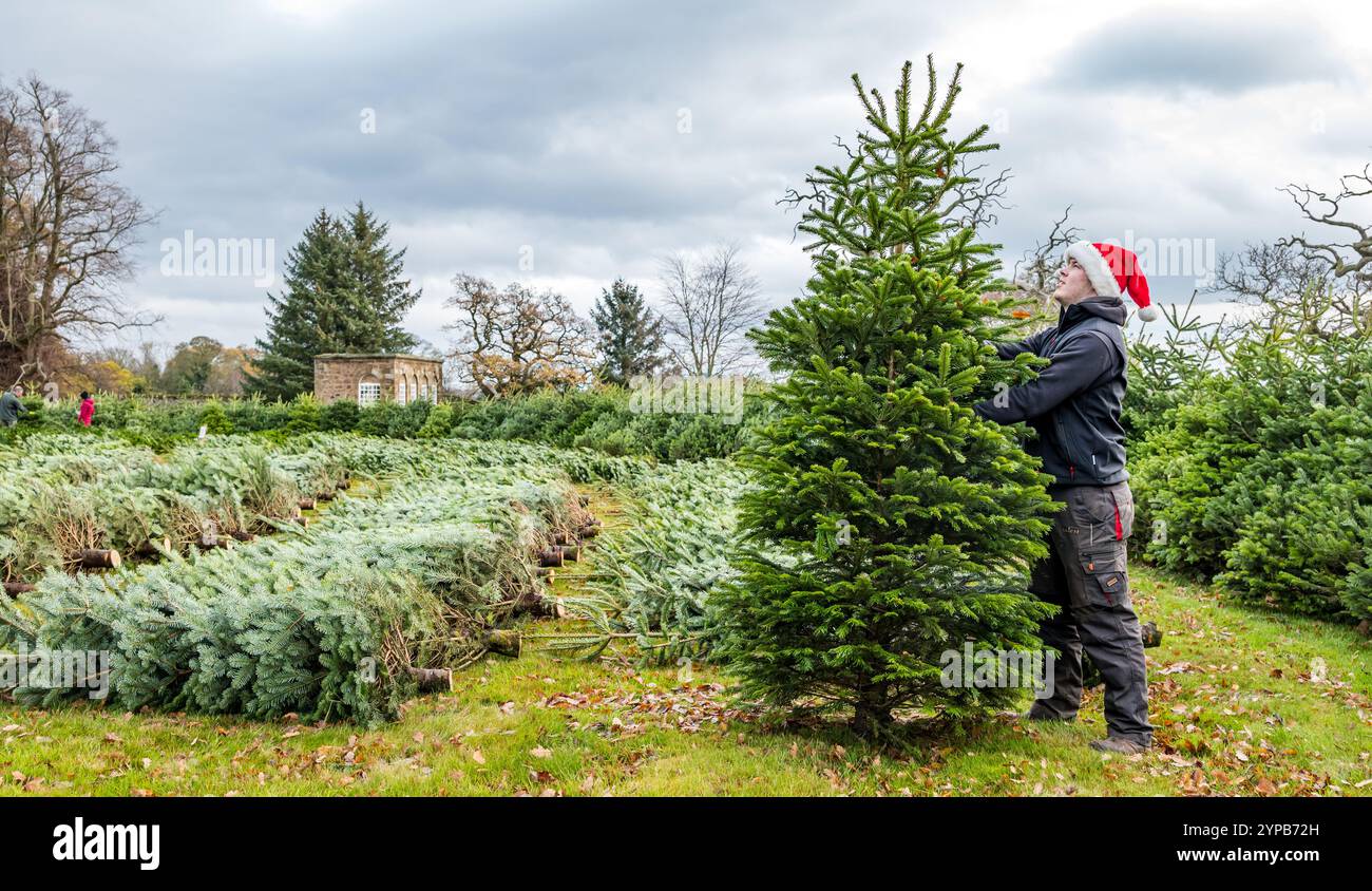 Beanston Farm, East Lothian, Scotland, 29 11. 2024. Beanston Christmas ...