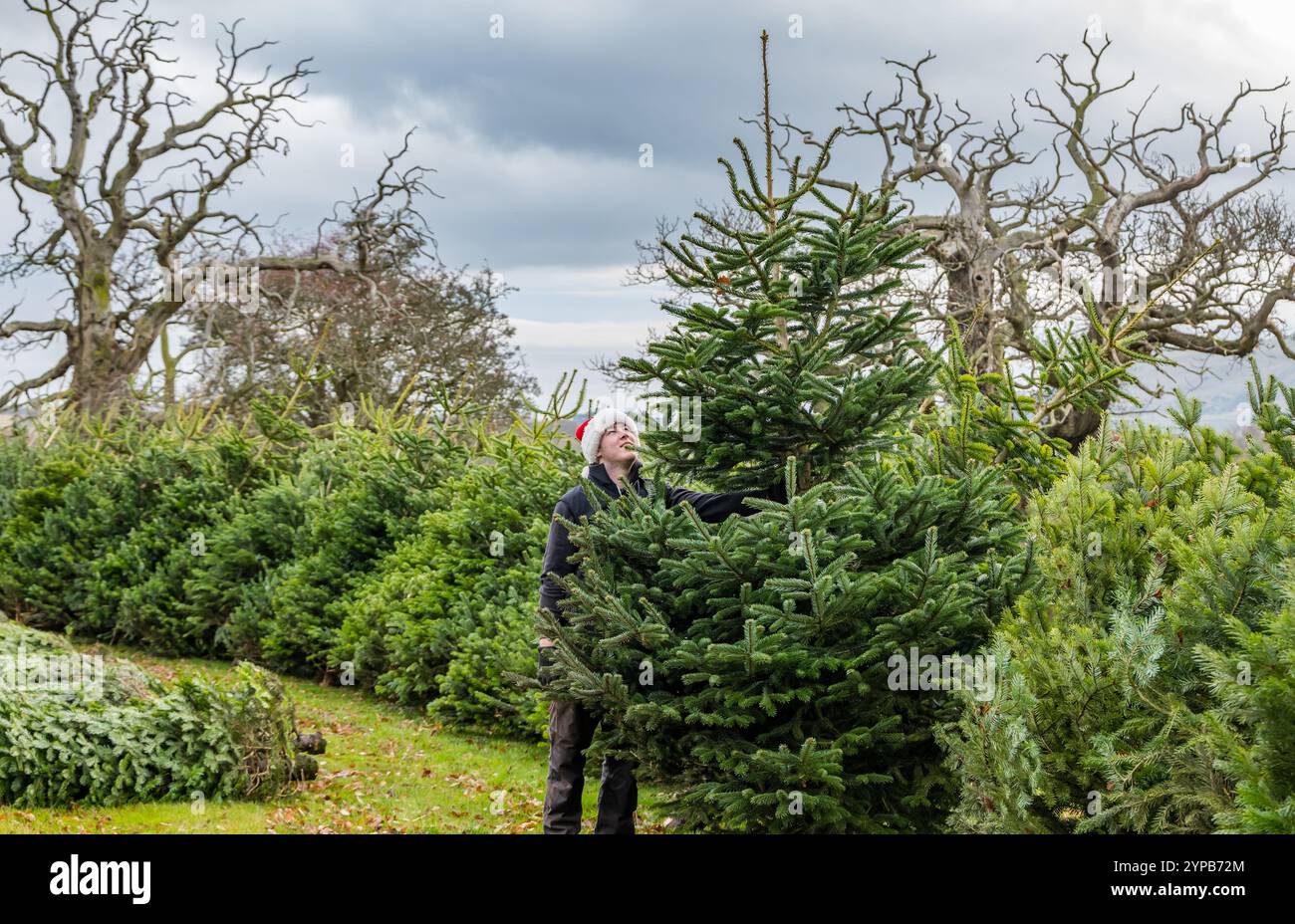 Beanston Farm, East Lothian, Scotland, 29 11. 2024. Beanston Christmas ...