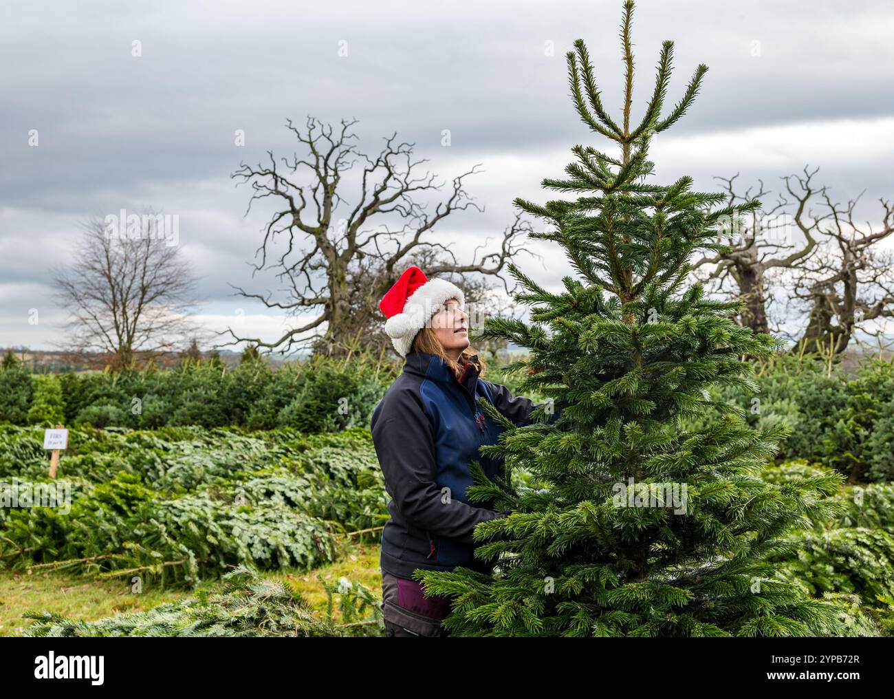 Beanston Farm, East Lothian, Scotland, 29 11. 2024. Beanston Christmas ...