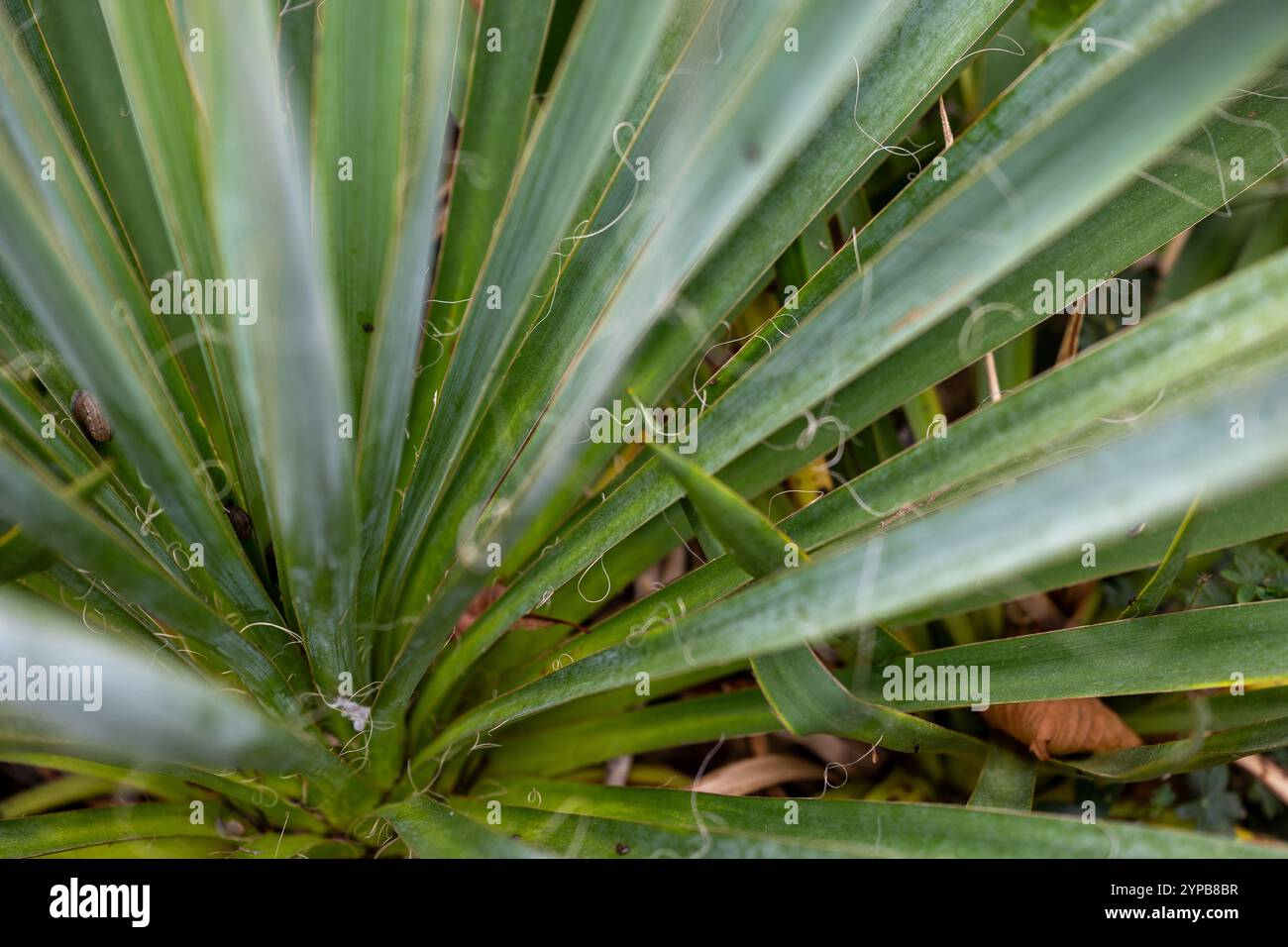 A beautiful details of bush leaves. Natural parkland scenery Stock ...