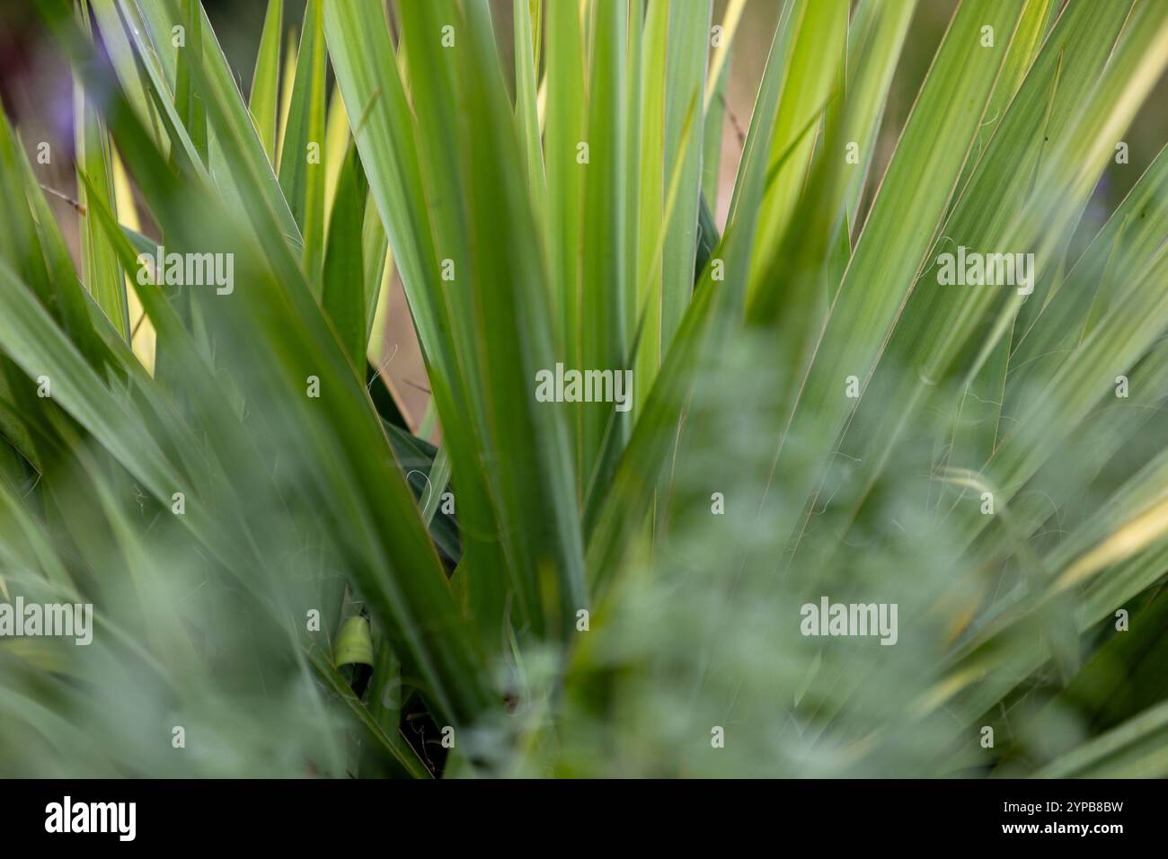 A beautiful details of bush leaves. Natural parkland scenery Stock ...