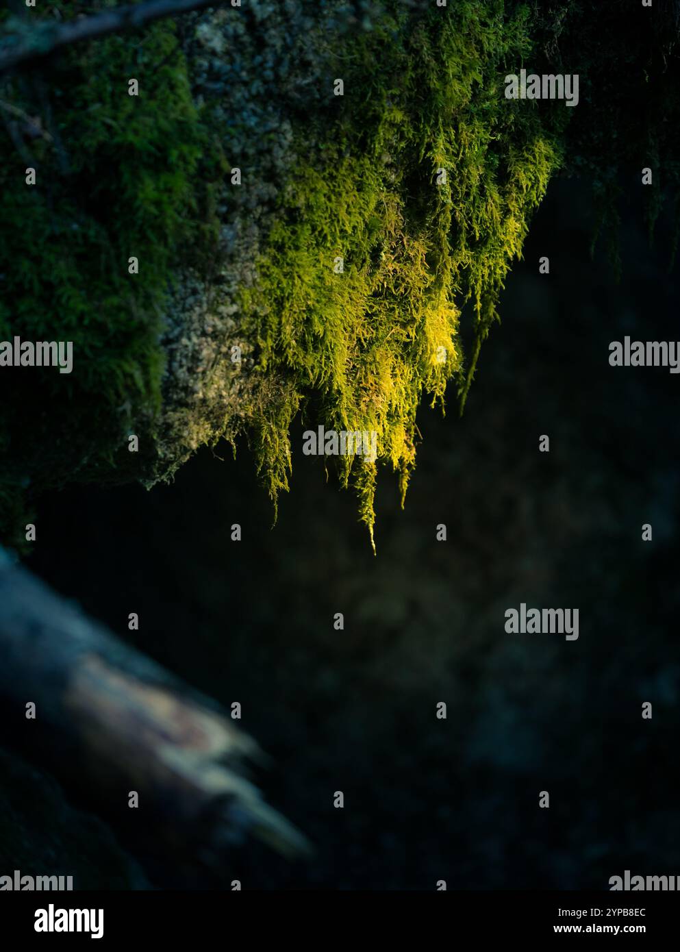 Beautiful green moss hanging from the branches of tree. Natural ...