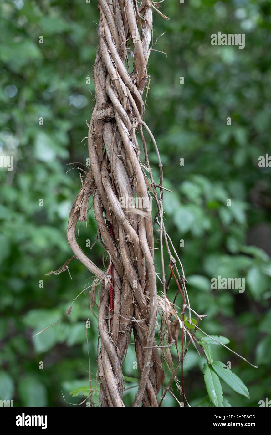 Beautiful wooden vines tangled with green leaves. NAtural parkland ...