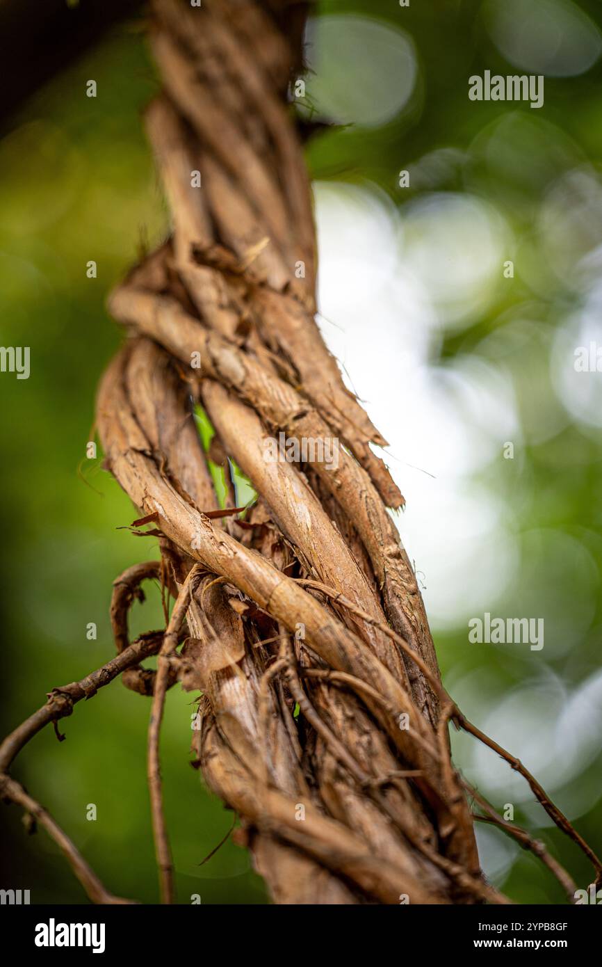 Beautiful wooden vines tangled with green leaves. NAtural parkland ...