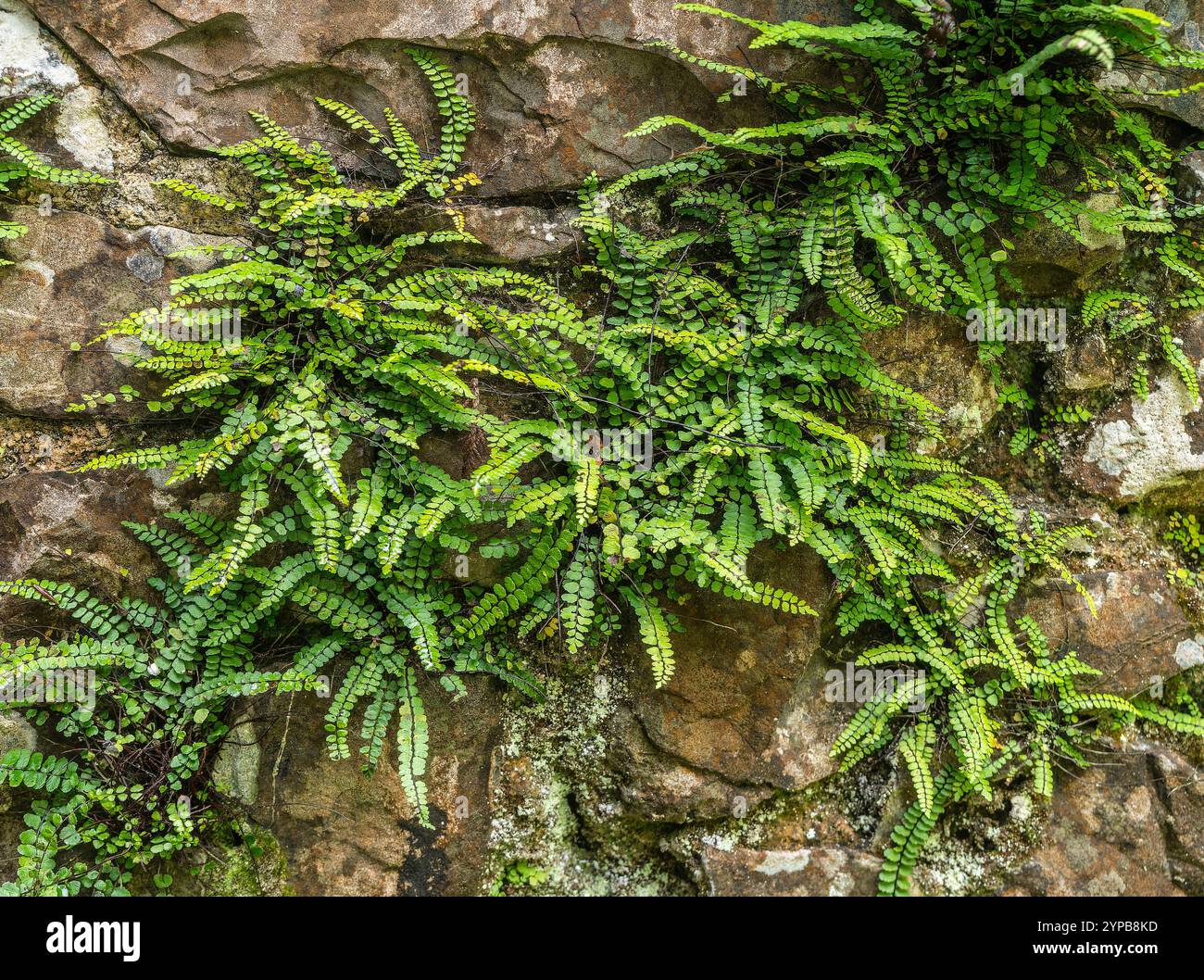 Beauty of natural growth hi-res stock photography and images - Alamy