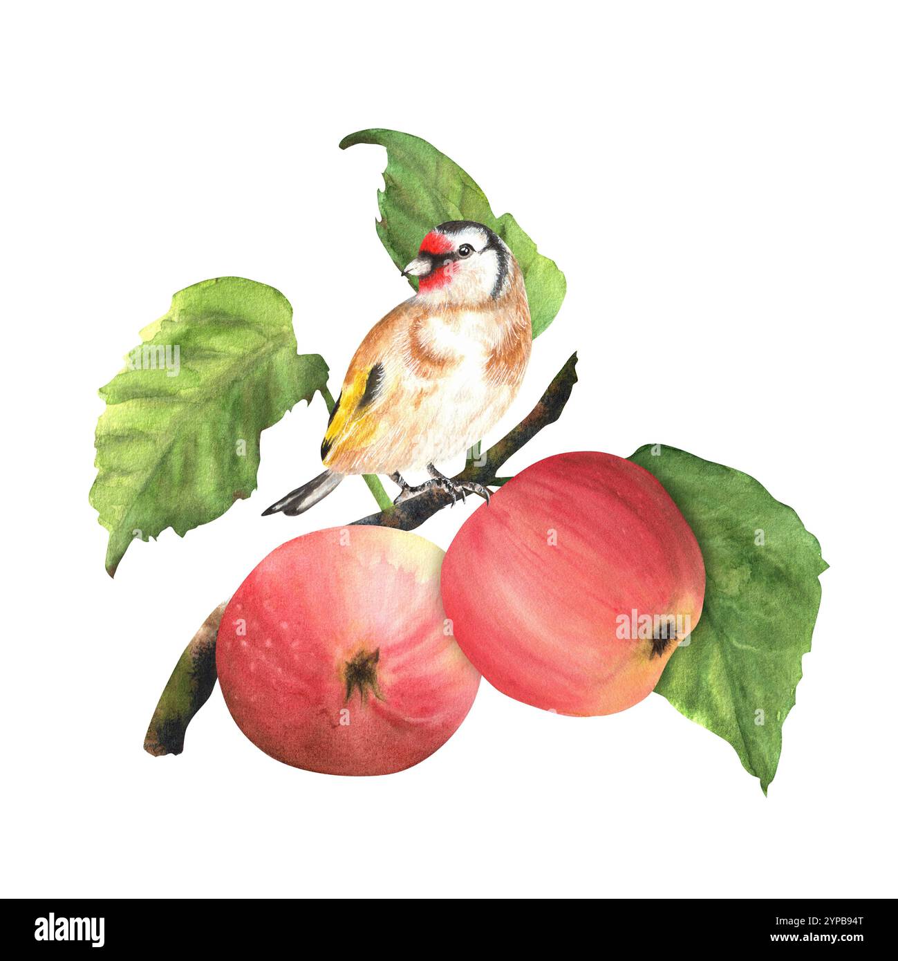A bird sitting on an apple tree branch. Red apple, green leaves, a ...