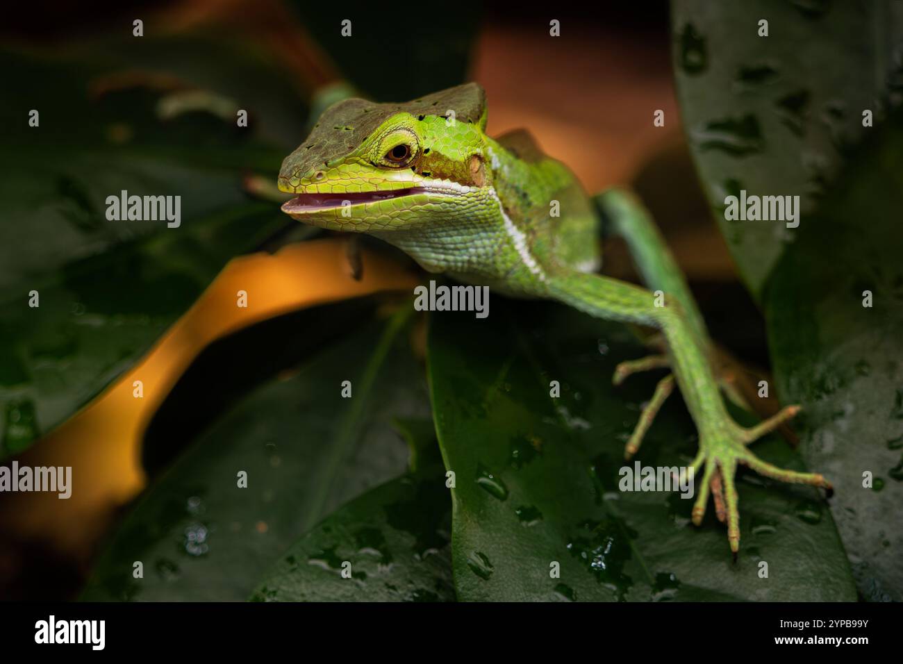 Eastern Casque-head Iguana - Laemanctus longipes, beautiful large green ...