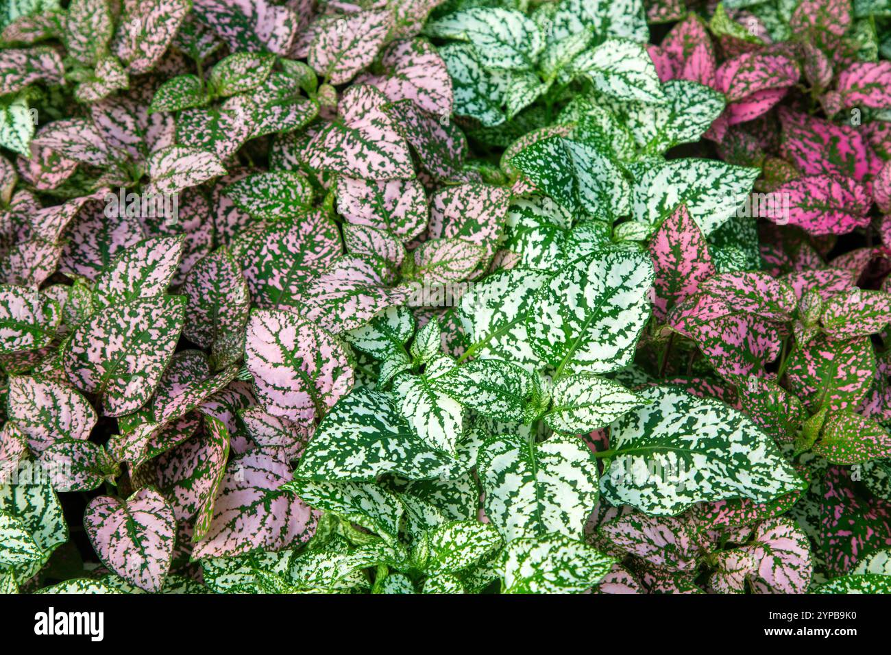 Plant hypoestes phyllostachya hi-res stock photography and images - Alamy