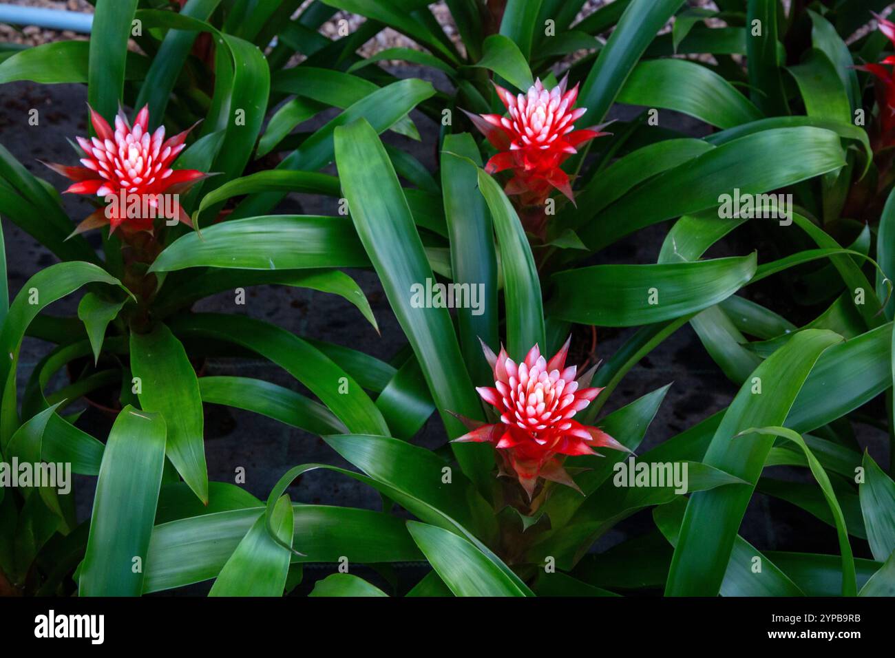 Beautiful bromeliad guzmania flowers hi-res stock photography and ...
